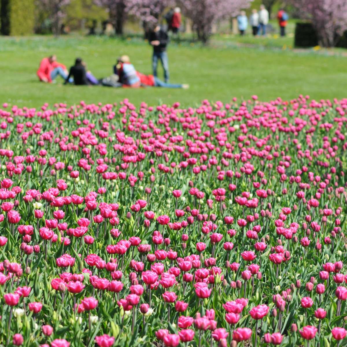 O Jardim Mais Lindo Do Mundo