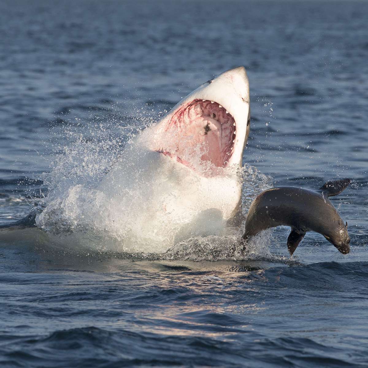 Cena De Ataque De Tubarao Mandibulas Por Que Temos Tanto Medo De