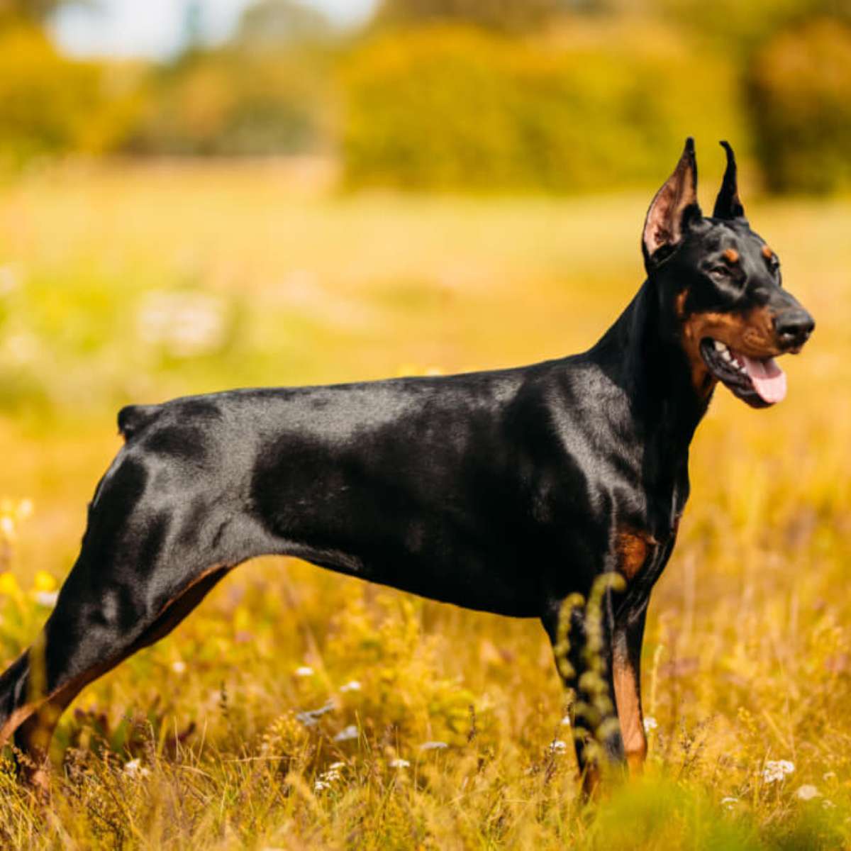 Mistura De Doberman E Rottweiler Raça De Cão: Doberman – Portal Do
