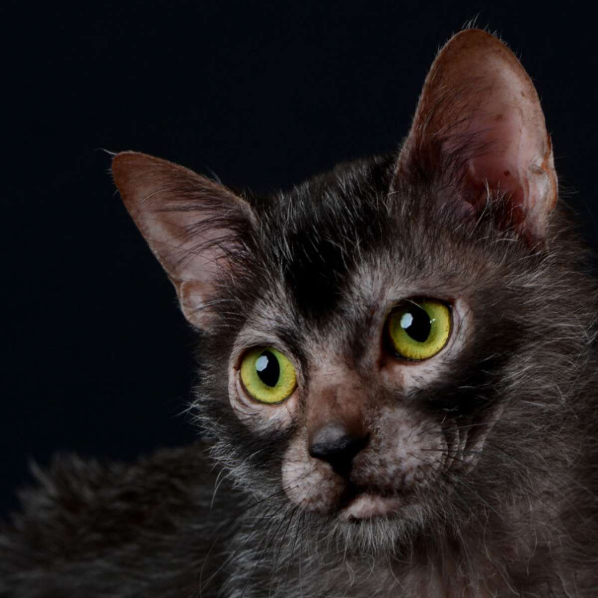 Racas De Gatos Muito Raras 5 Raças De Gatos Peludos E Super Fofos!