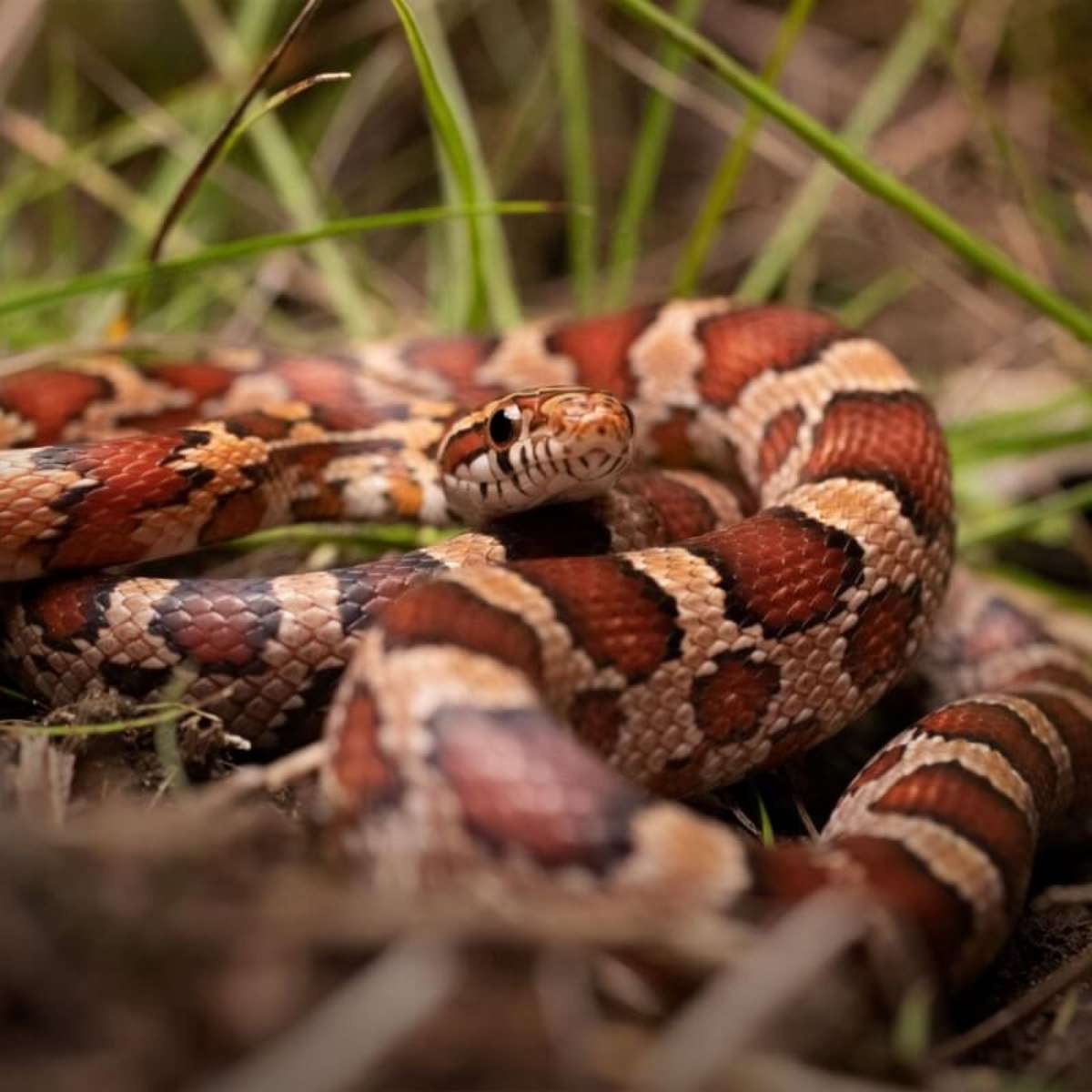 Imagens De Cobra De Estimacao
