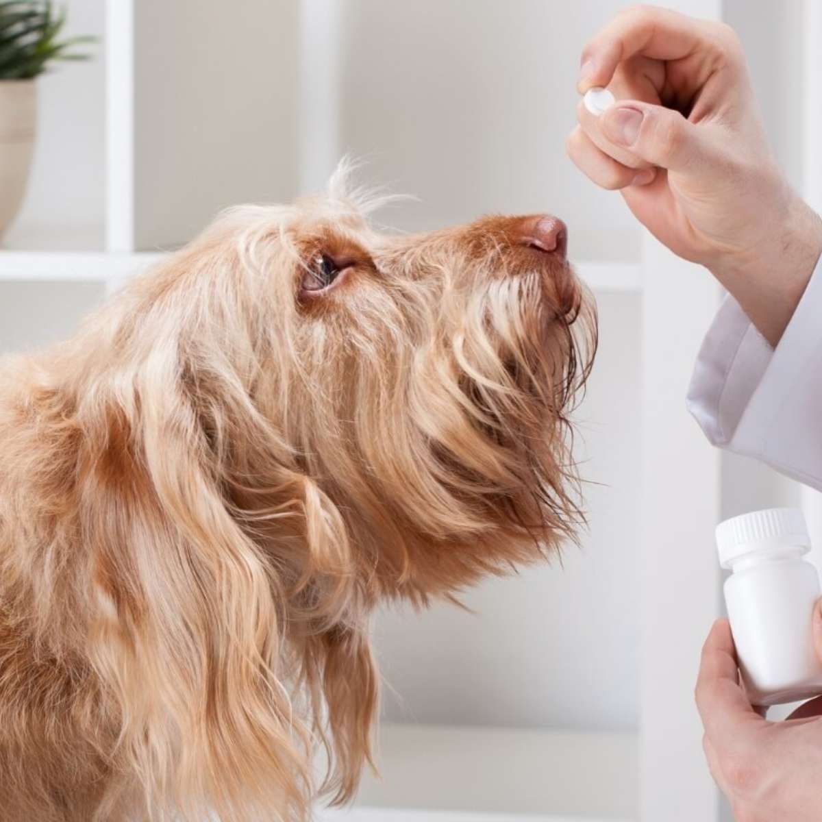 Coco De Cachorro Com Tenias