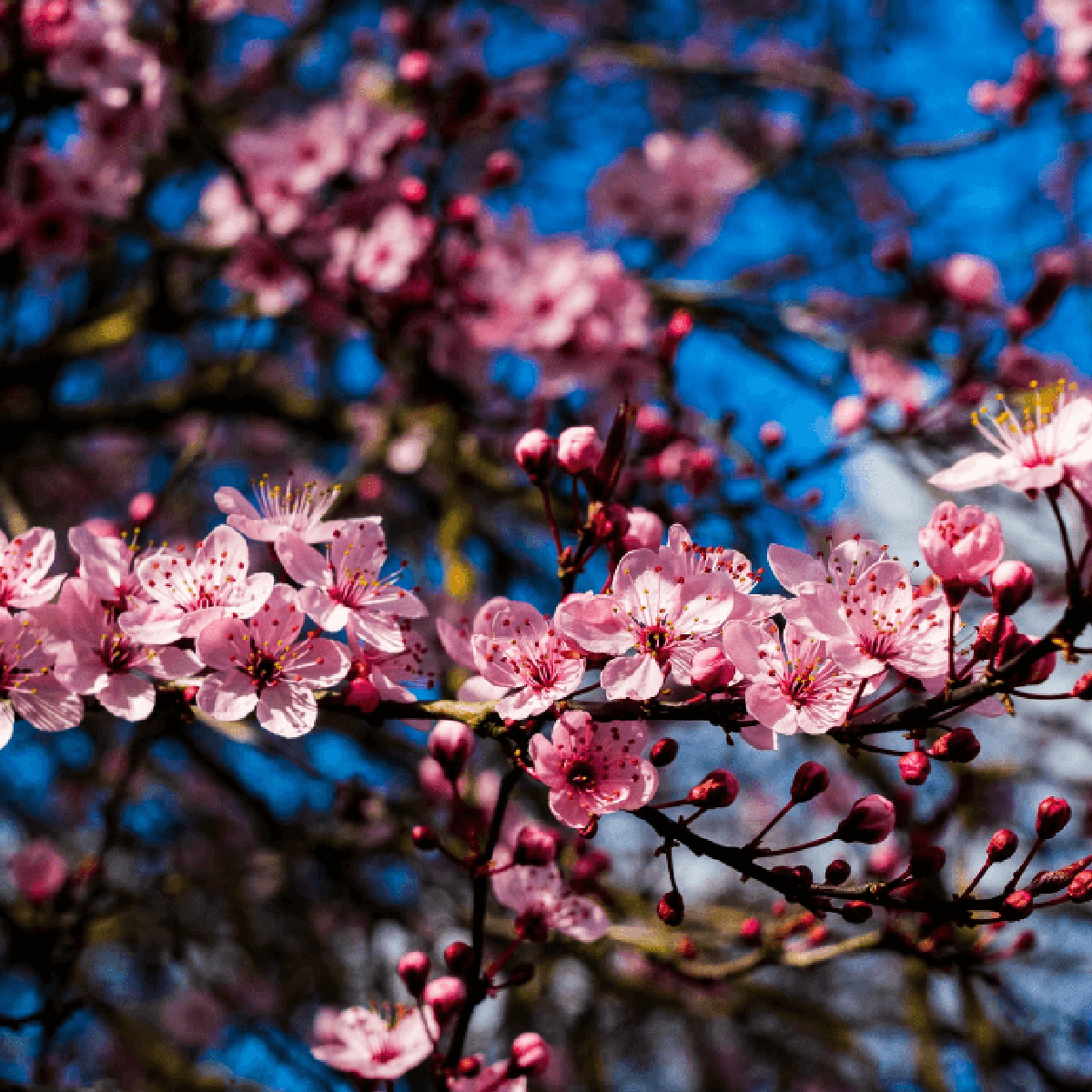 Primeiro Dia Da Primavera De 2024 Primavera: Quando Começa E Suas