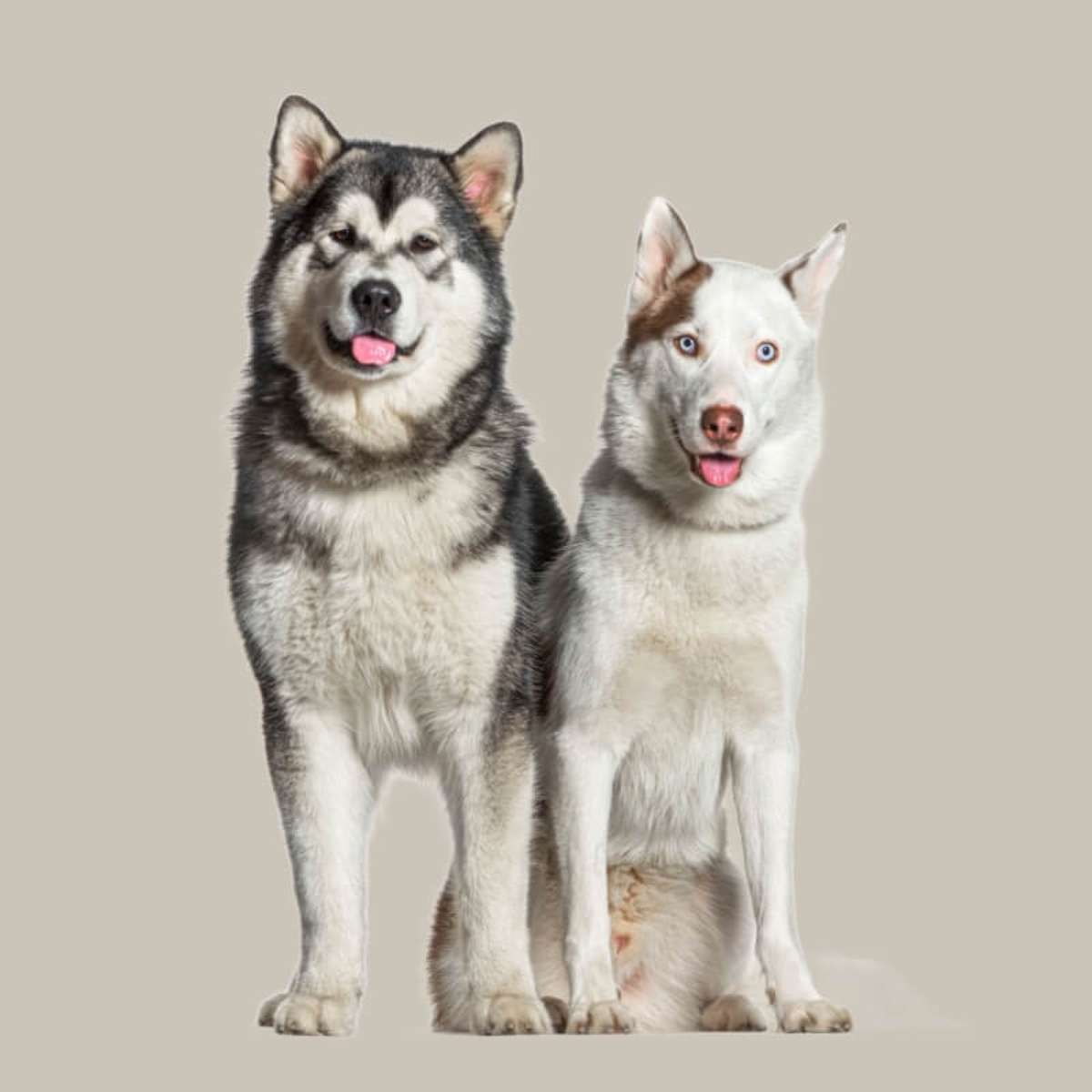 Husky Siberiano Vs Malamute De Alaska Alaskan Malamute Vs Husky