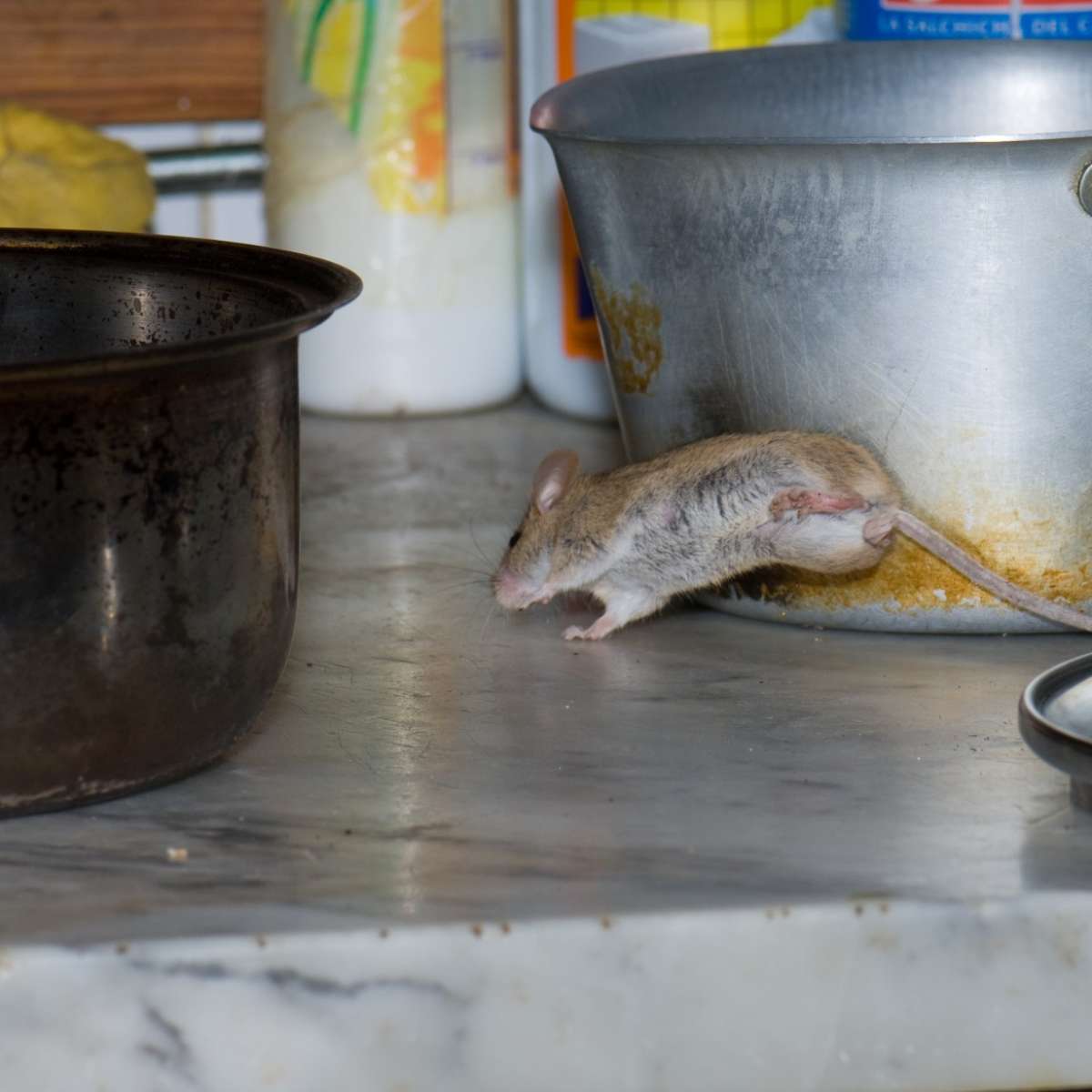 Pequeno Rato Na Prisao