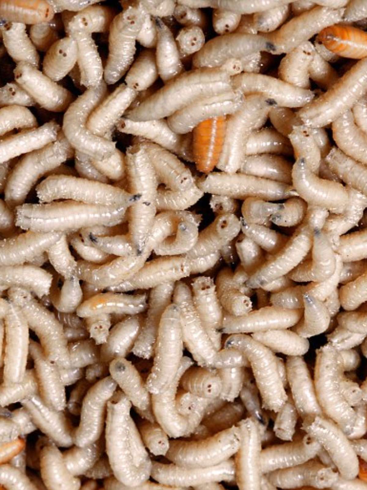 Larvas Na Pele A Técnica 'primitiva' De Curar Feridas Com Larvas Que