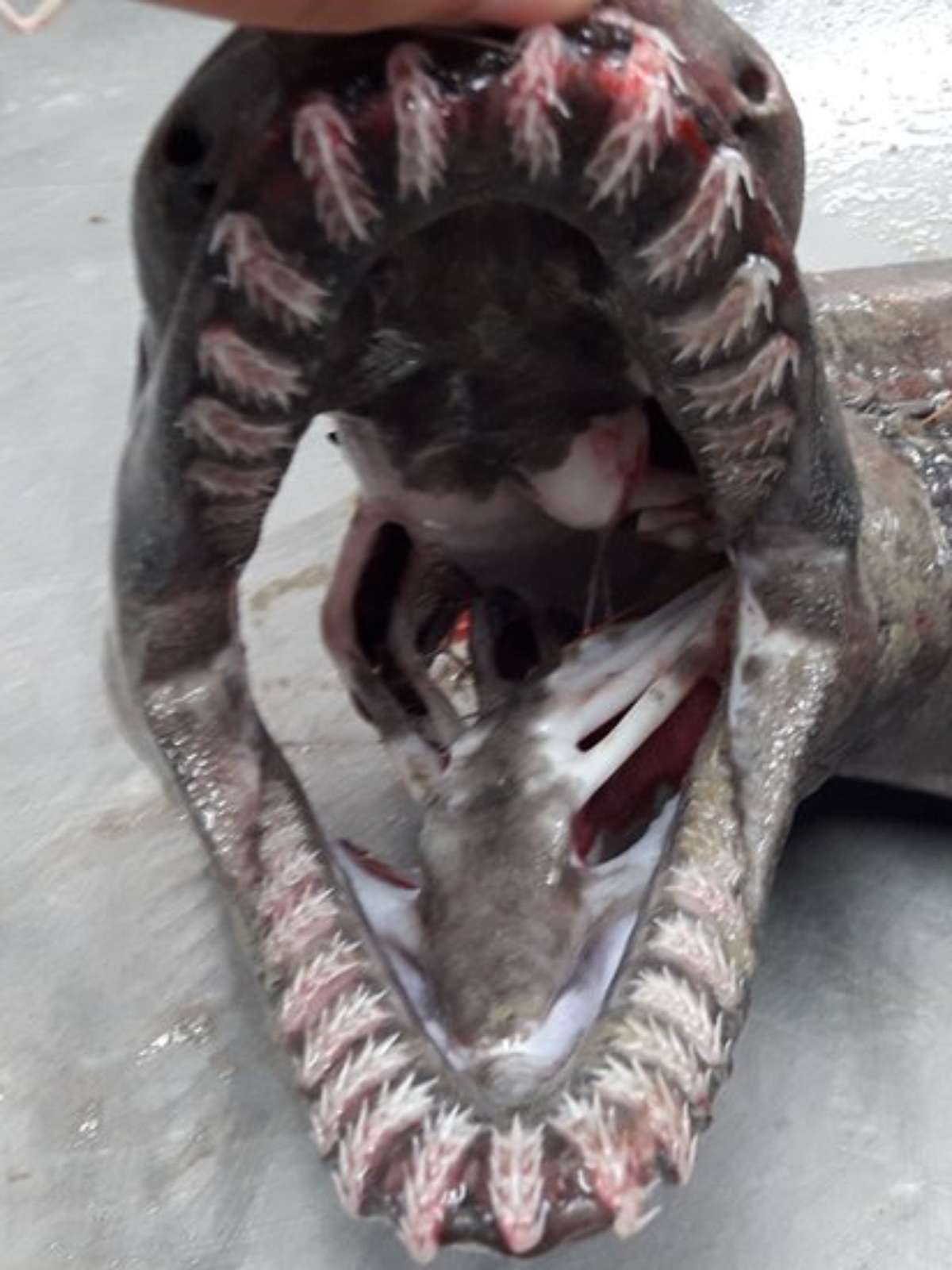 Periodo Jurassico Tubarao Liopleurodon Foi Um Predador De Ponta No