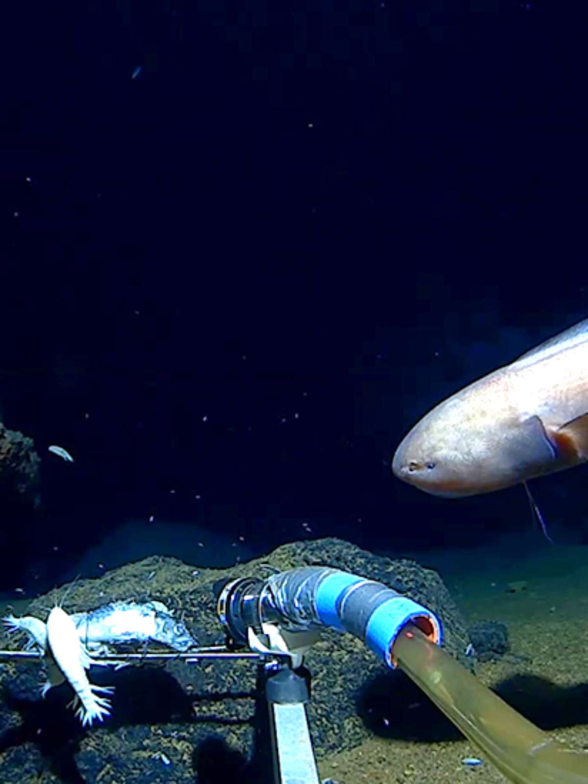 Oceano Mais Profundo Do Mundo