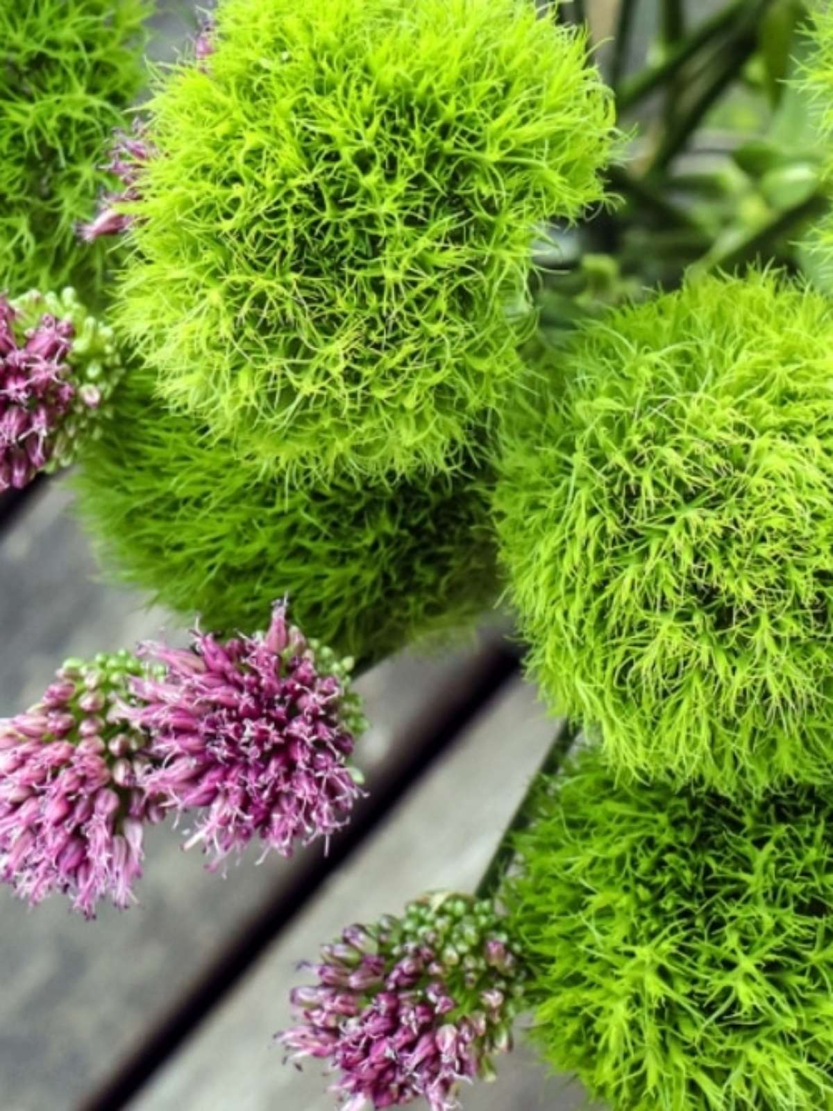 Plantas E Flores Verdes Produção De Mudas De Flores E Plantas