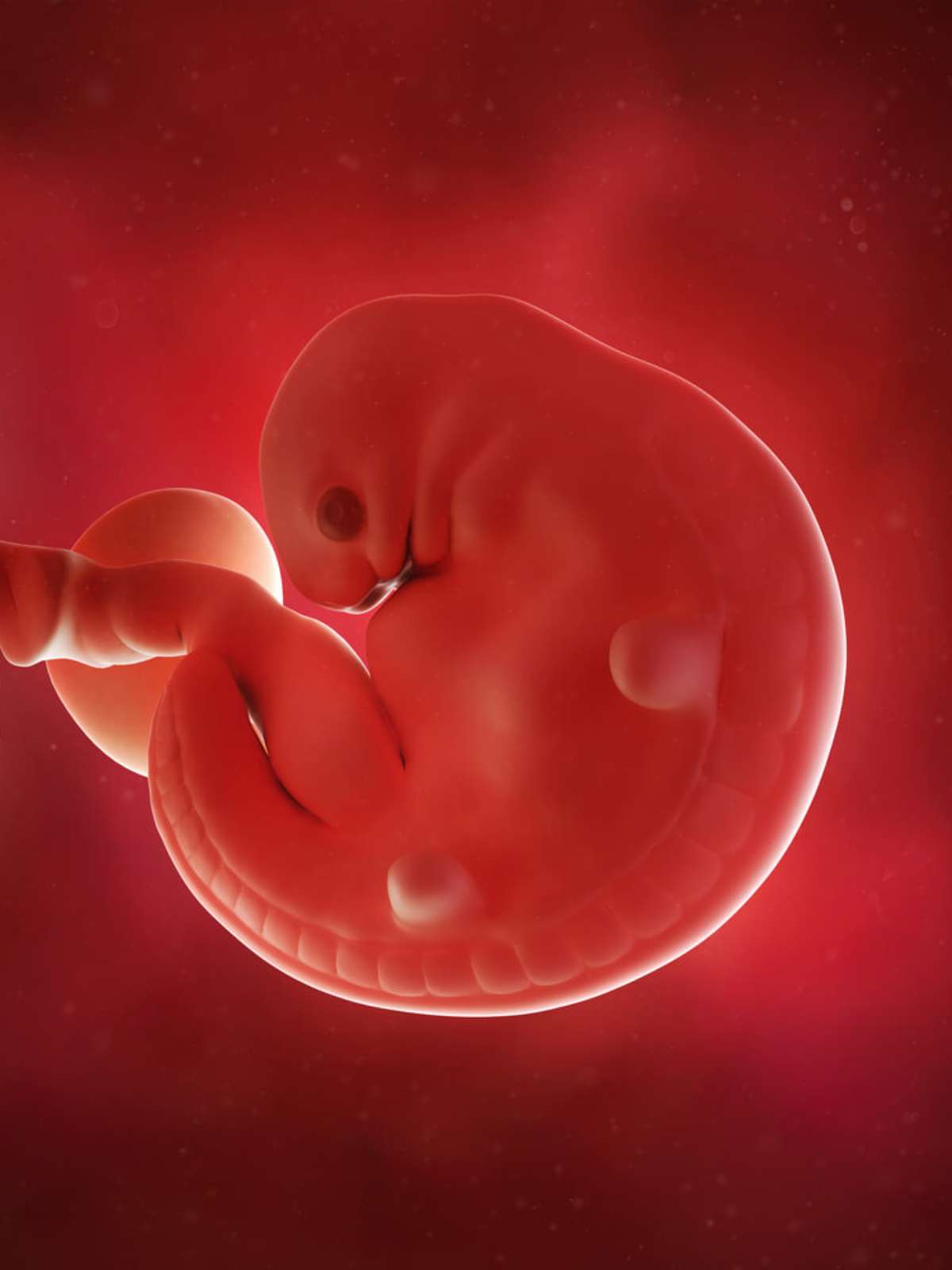 Feto De 6 Semanas Gravidez Semana 6: Batimento Cardíaco Fetal Na