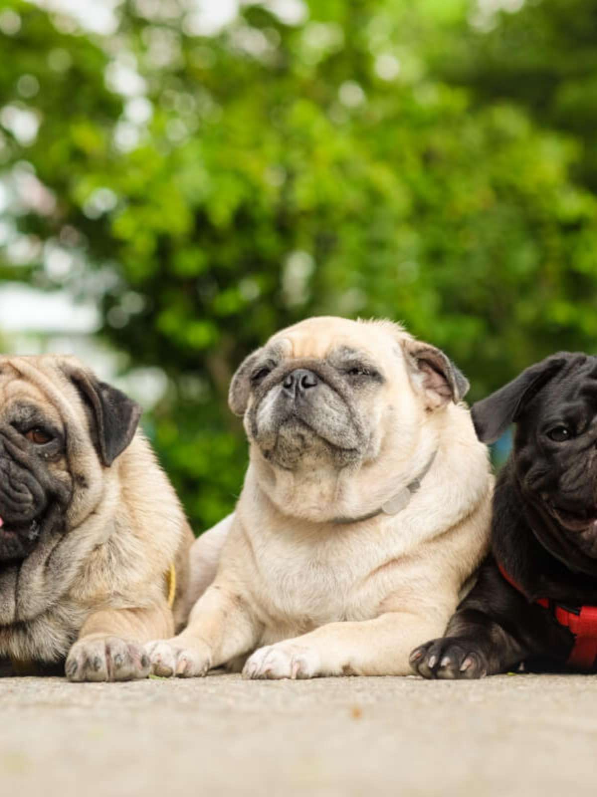 Cachorros De Pug Pug Cachorros De Raza