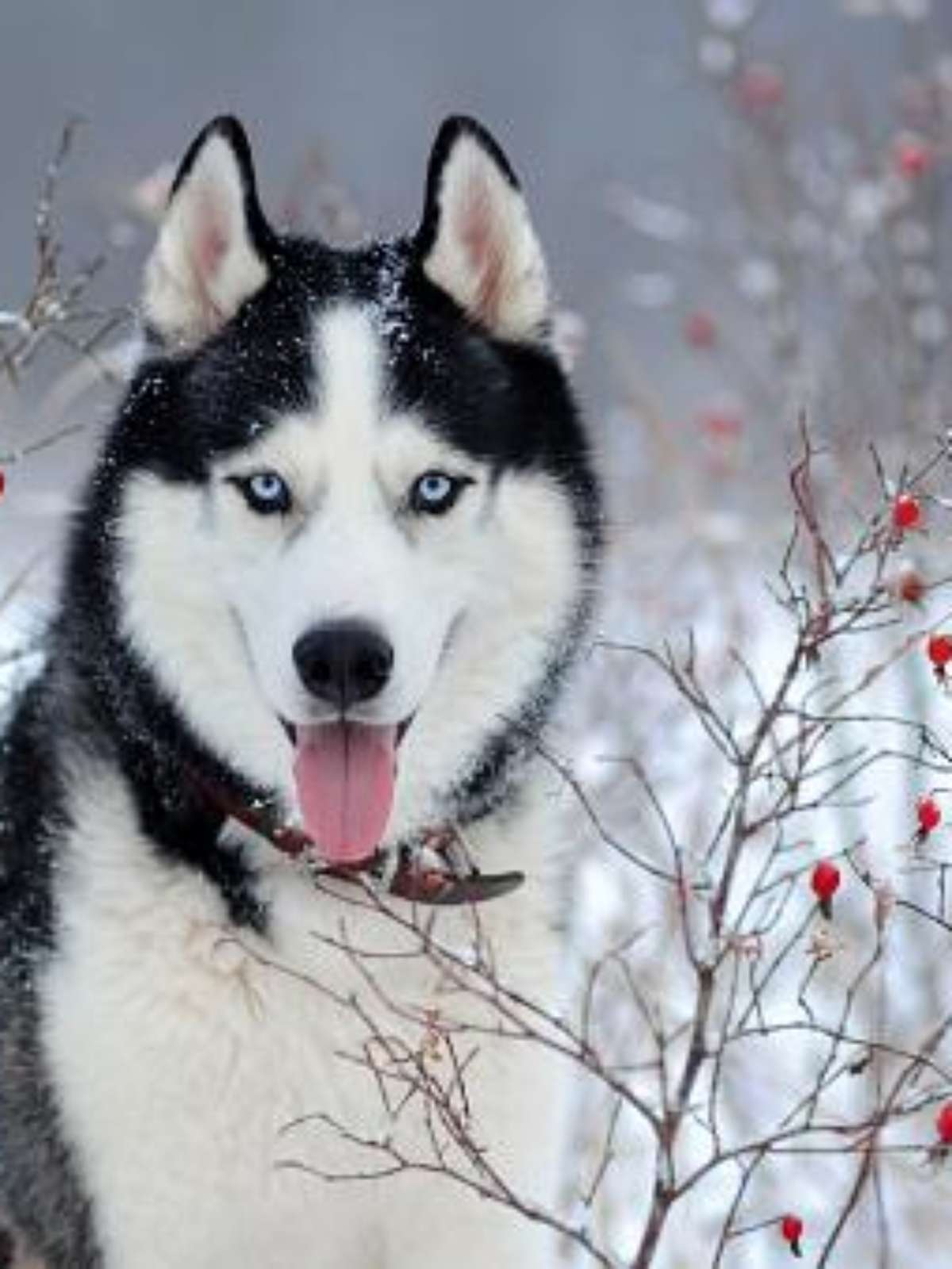 Olhos Azuis Husky Do Alasca