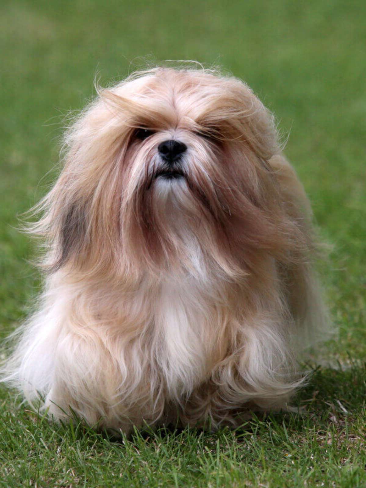 Que Tan Inteligente Es Un Lhasa Apso
