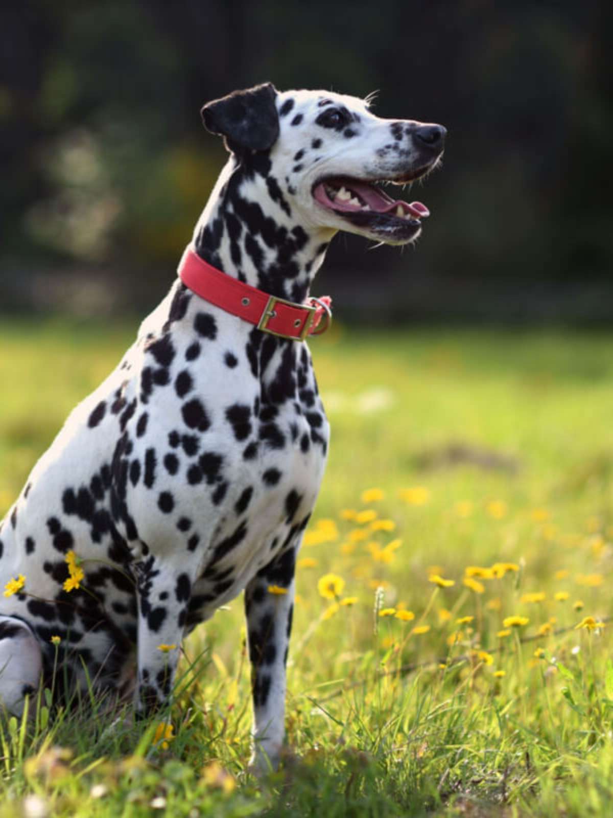 Dalmatian Dogs: A Story of Spots and Uniqueness 🐾 – New and Tips
