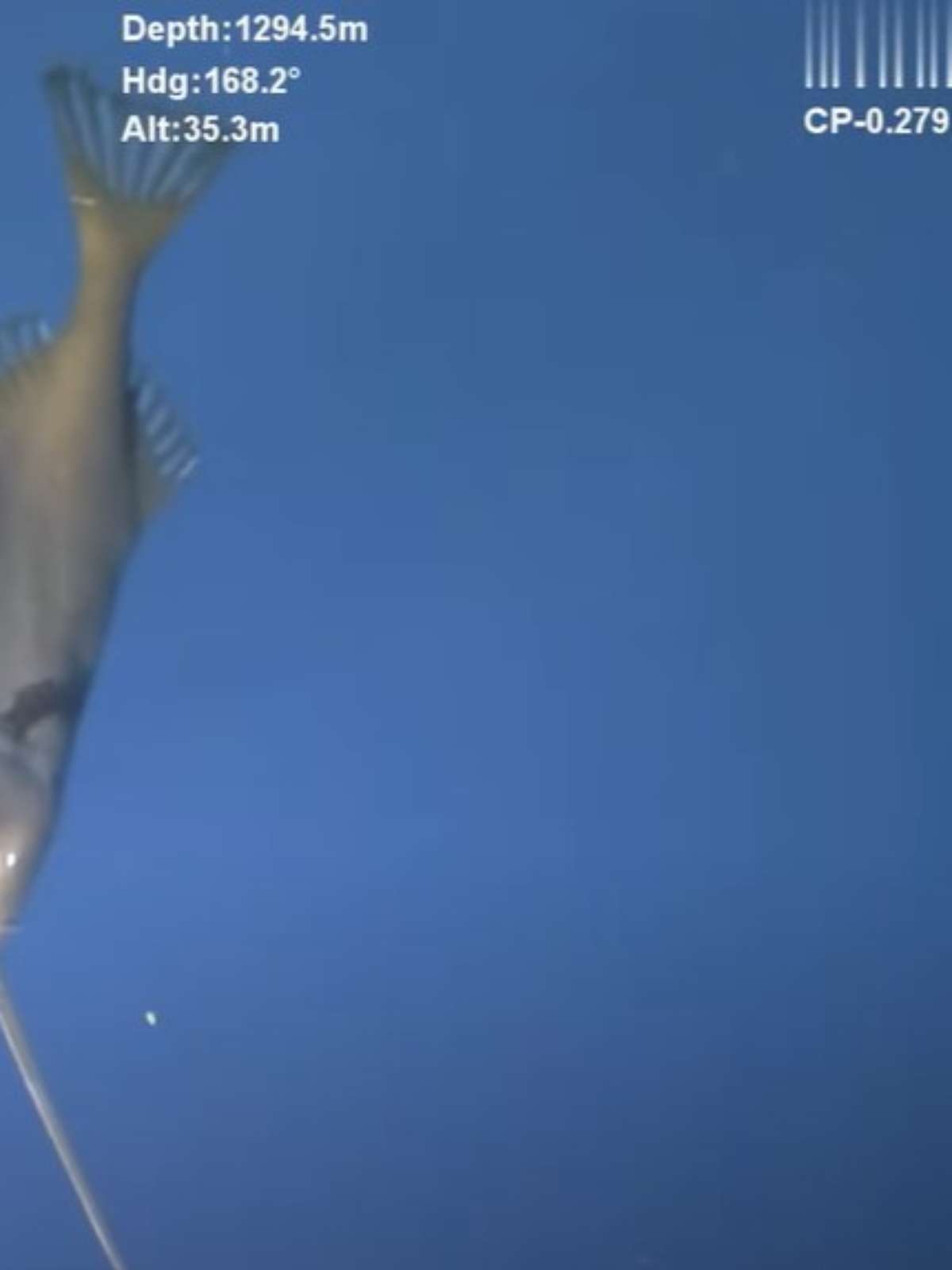 Peixe Mais Raro Ja Pescado