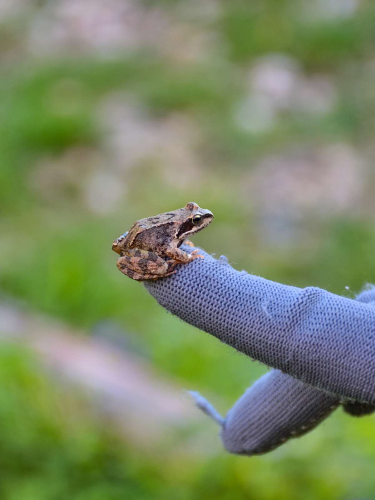 Presa De Sapo Venenoso Envenenamientos Y Mordeduras Por Animales