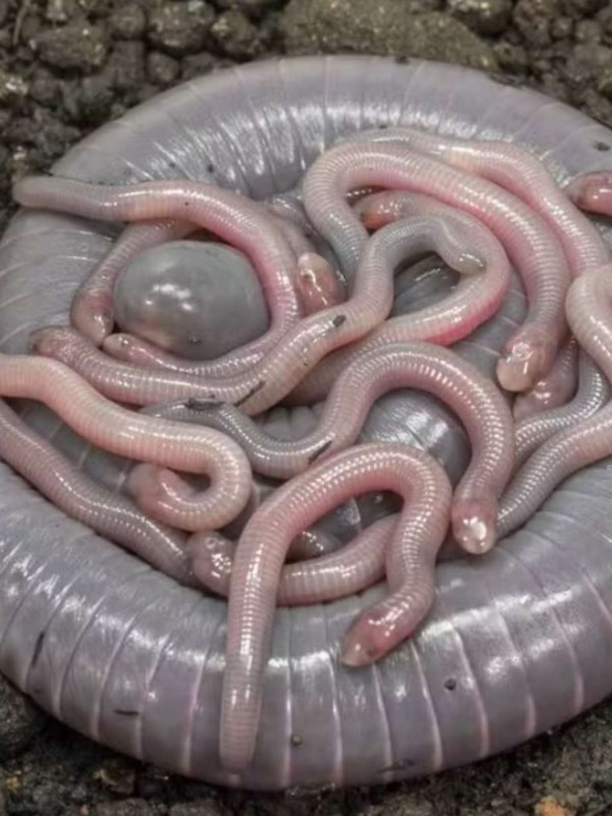 Como As Cobras Acasalam
