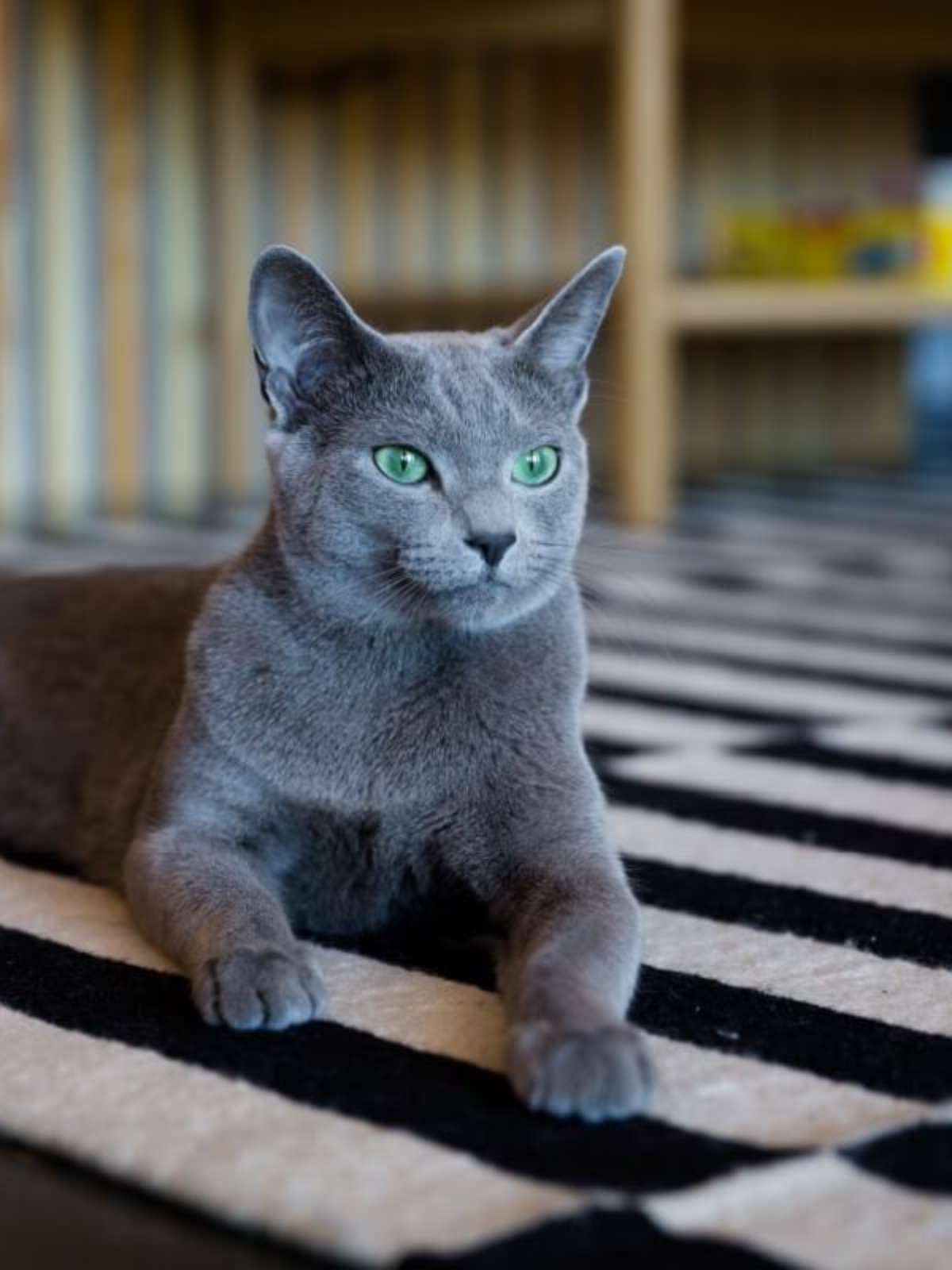 Gato Azul Em Gato Azul Britânico De Shorthair Foto De Stock Imagem