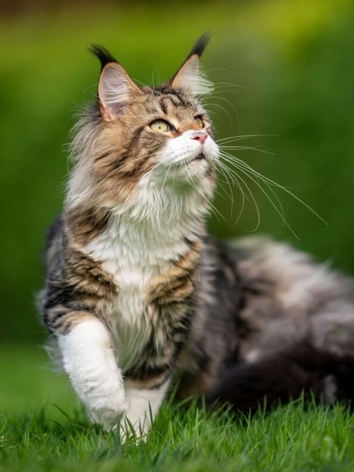 Raca De Gato Mais Bonita Do Mundo