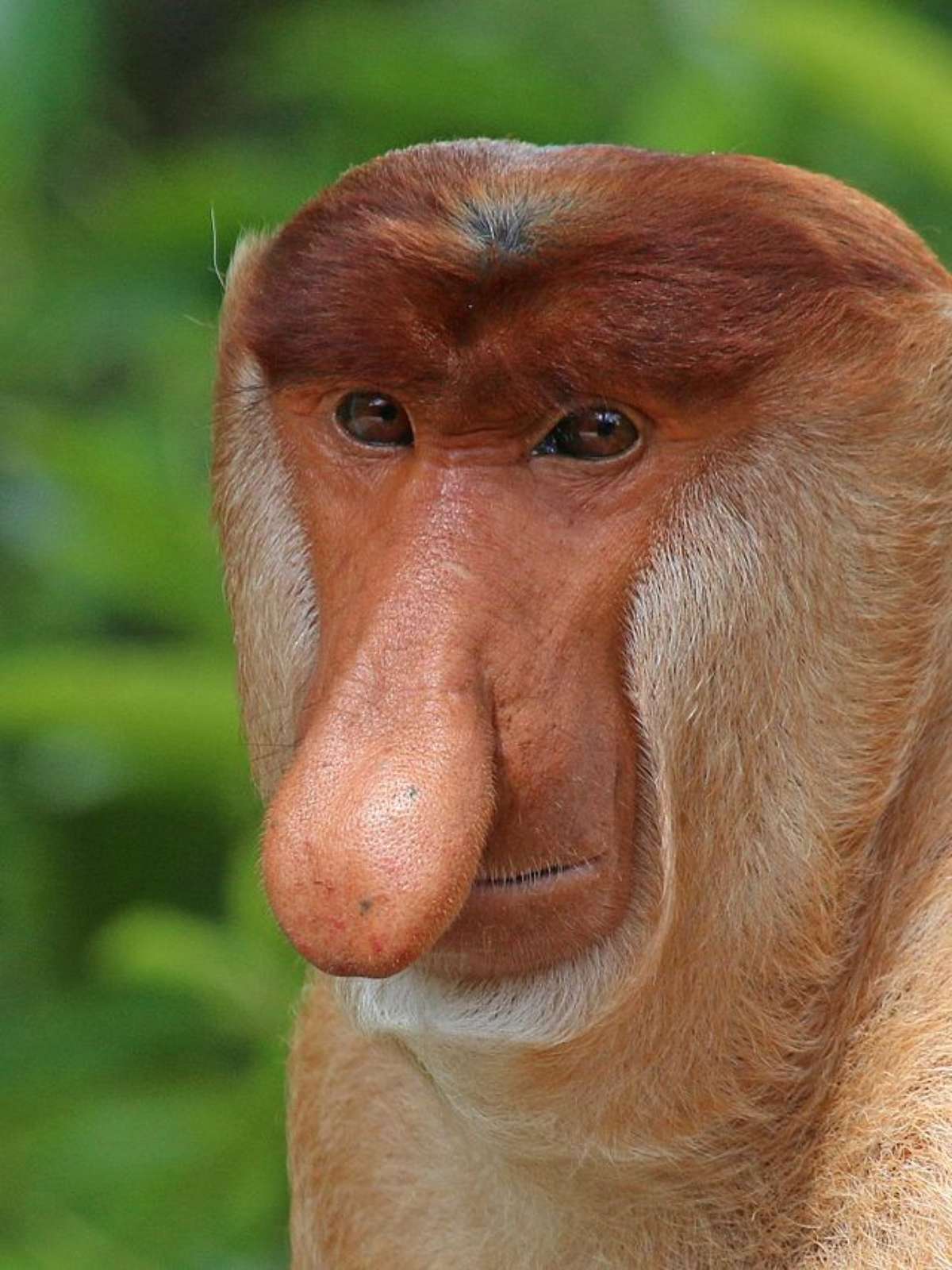 Macacos Realmente Feios