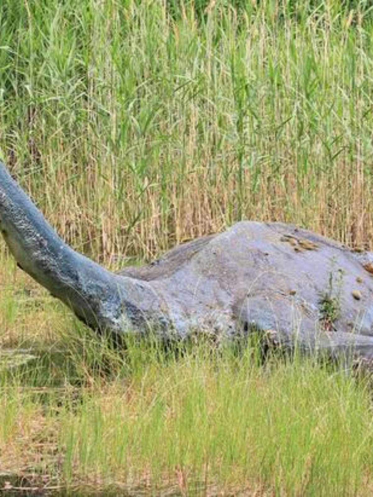 Avistamentos De Monstros Do Lago