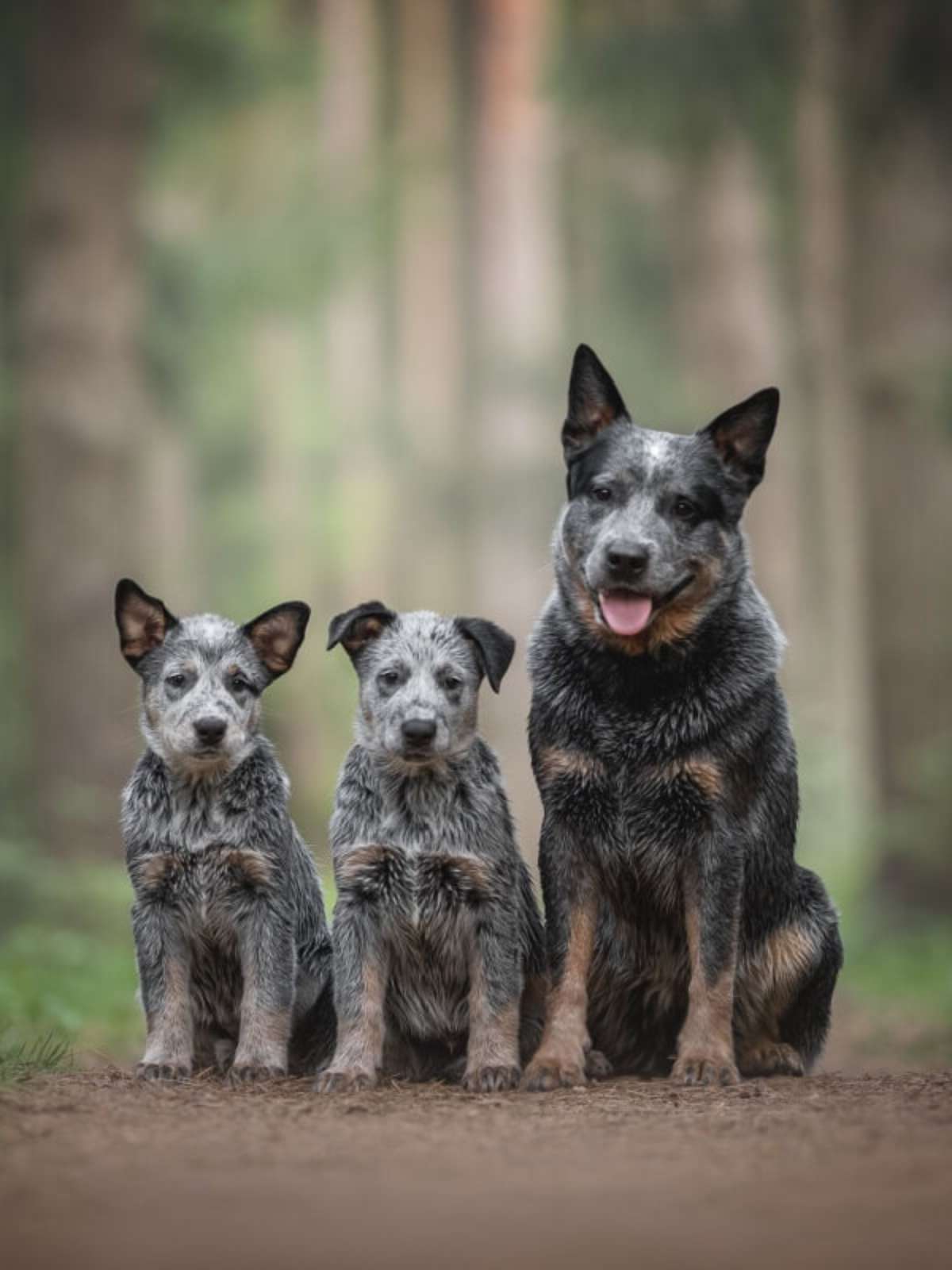 Cachorro Heeler Vermelho