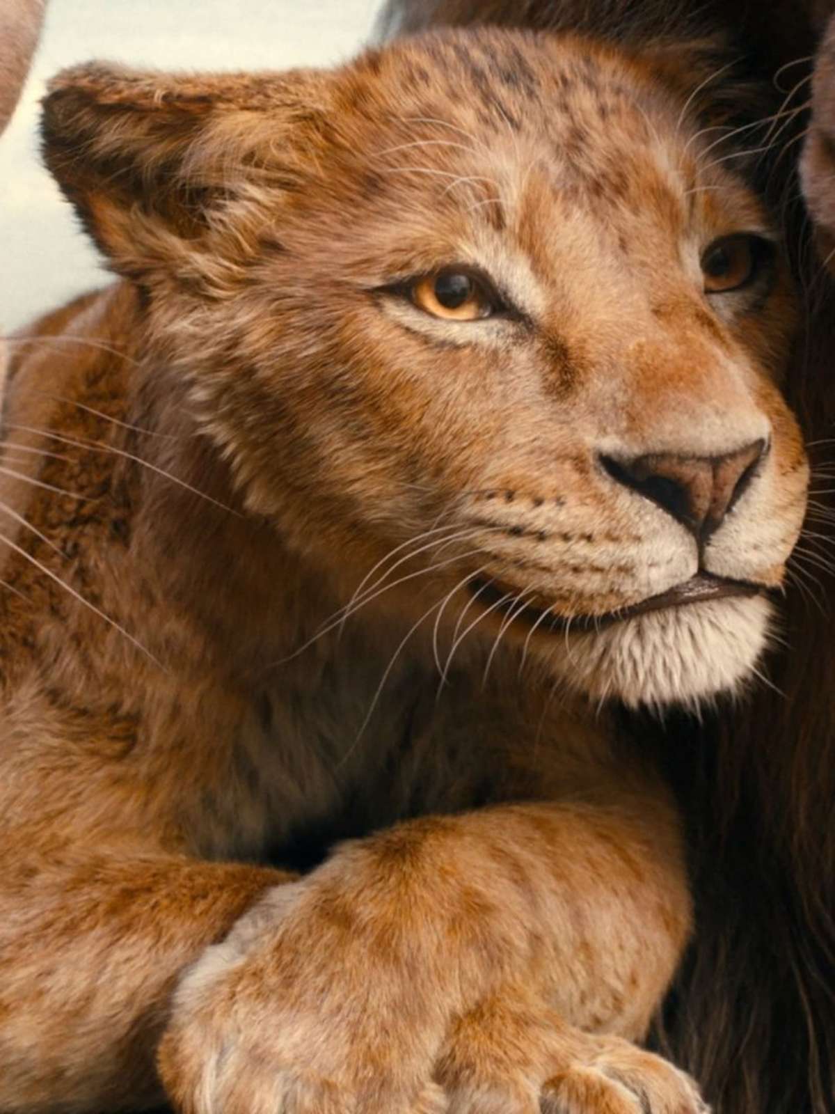 O Rei Leao Kiara Bebe Mufasa: O Rei Leão Estreia Nas Plataformas