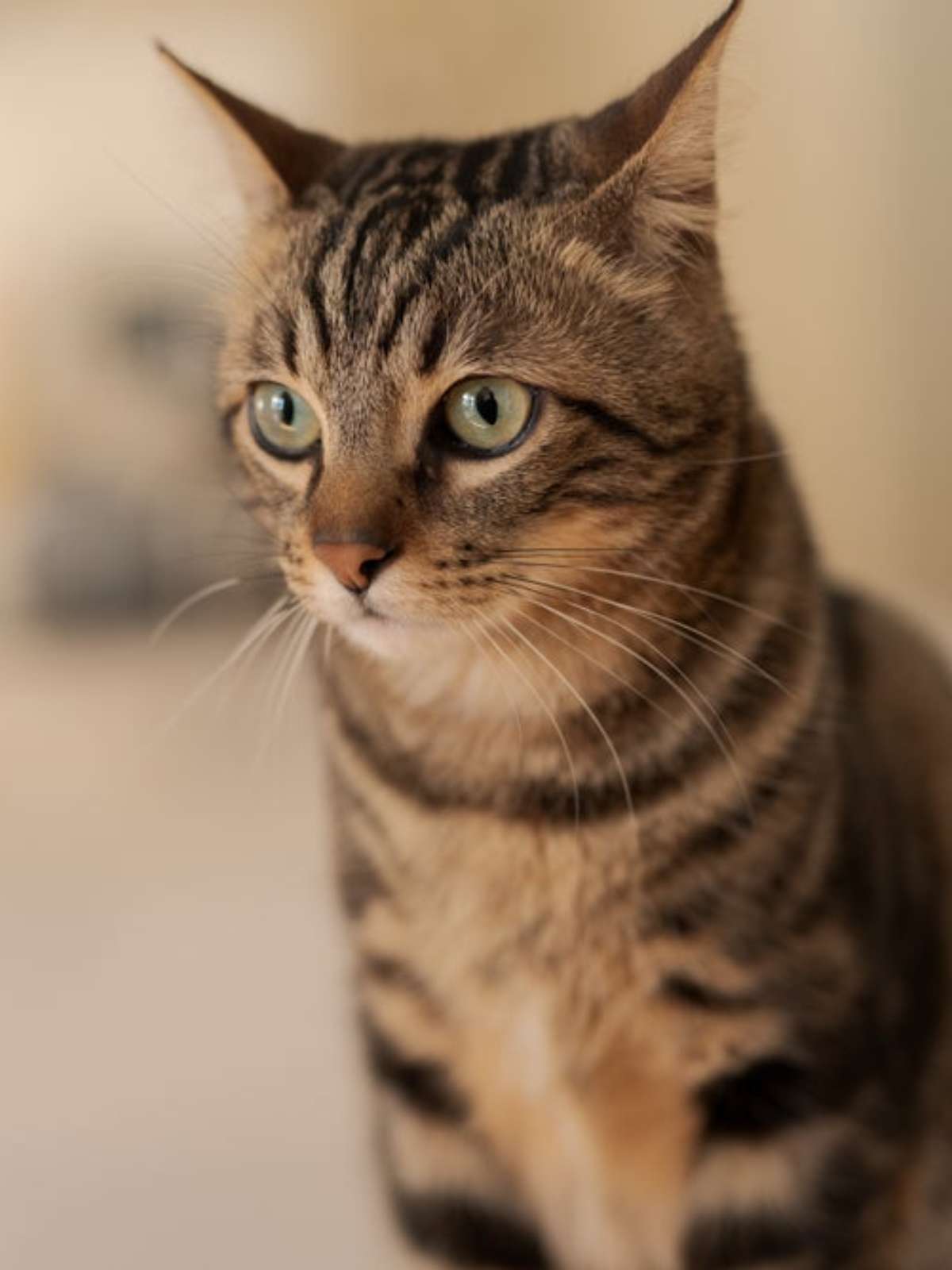 Gato Marrom Malhado Gato Marrom Do Tabby Com Olhos Verdes Agradáveis