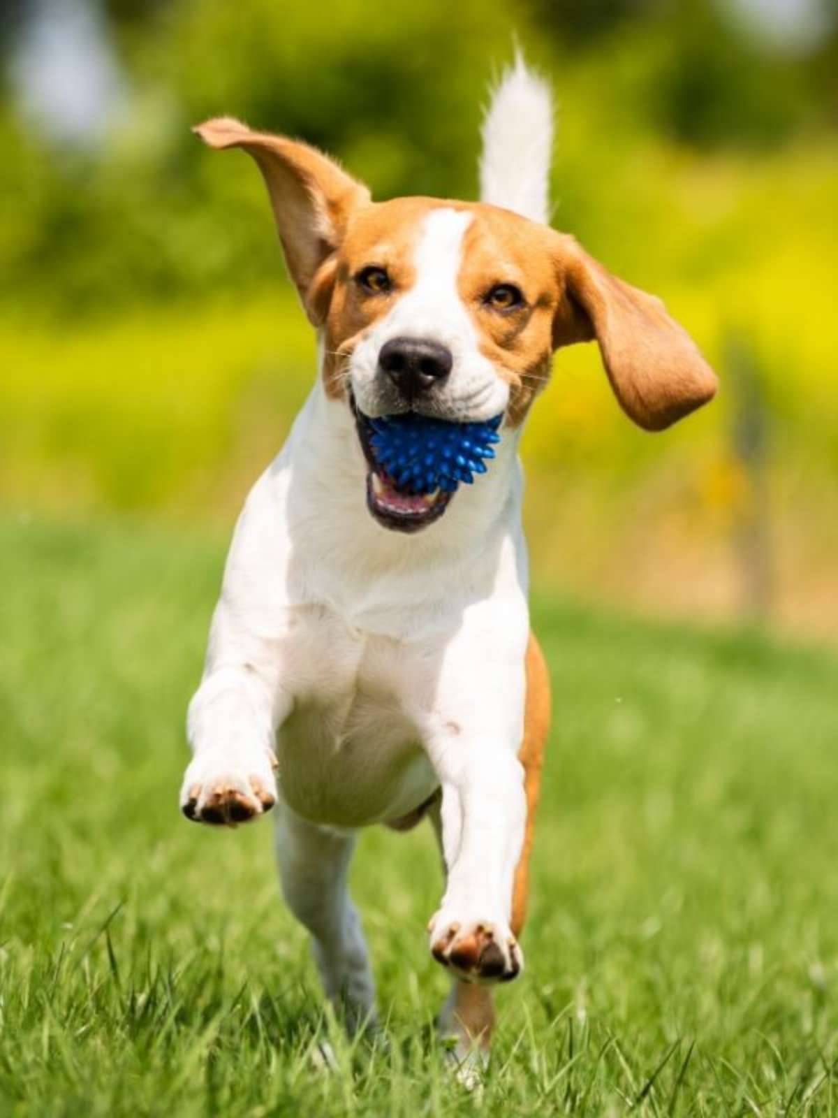 Cachorro Feliz Emocionado As 10 Melhores Raças De Cachorros Para