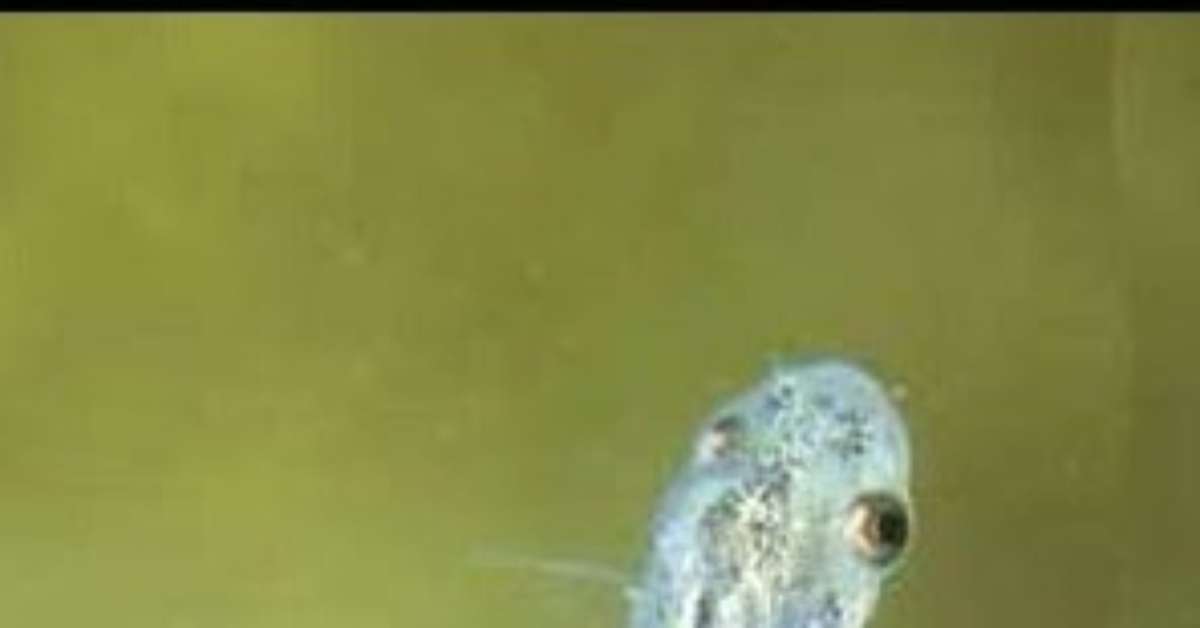 Candiru ou vampiro: conheça o peixe que aterroriza os banhistas nos ...