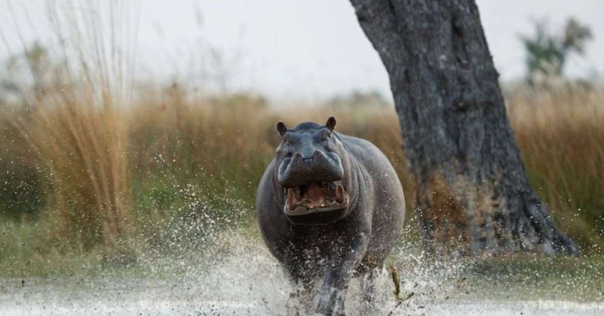 O verdadeiro Rei da Selva: hipopótamo afugenta 3 leões