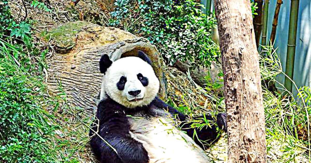 Panda é urso? Conheça fatos curiosos sobre o gigante chinês