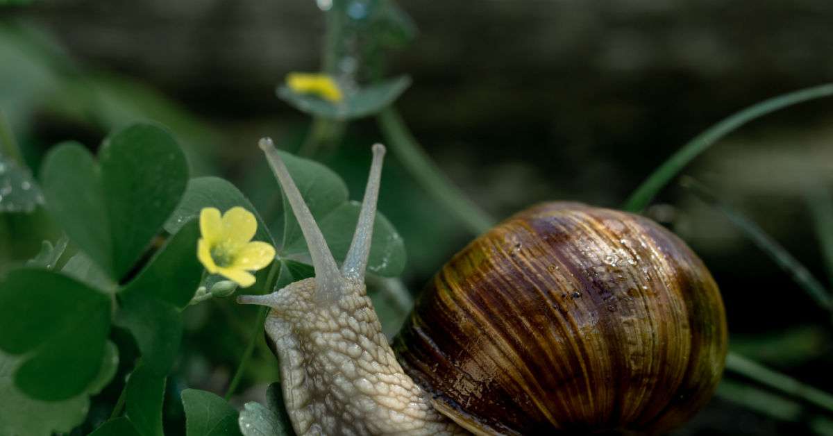 Como é o caracol endêmico que anda 9 metros durante toda a vida