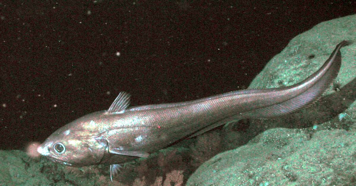 Conheça animais que vivem no oceano profundo