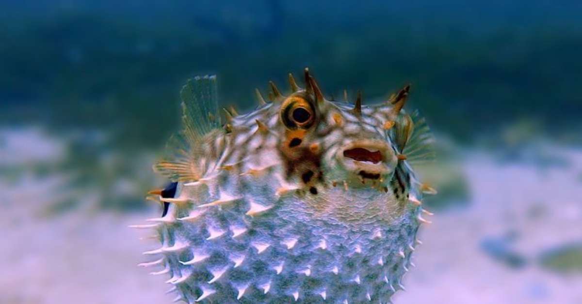 Delicioso e mortal: entenda por que o baiacu é considerado iguaria