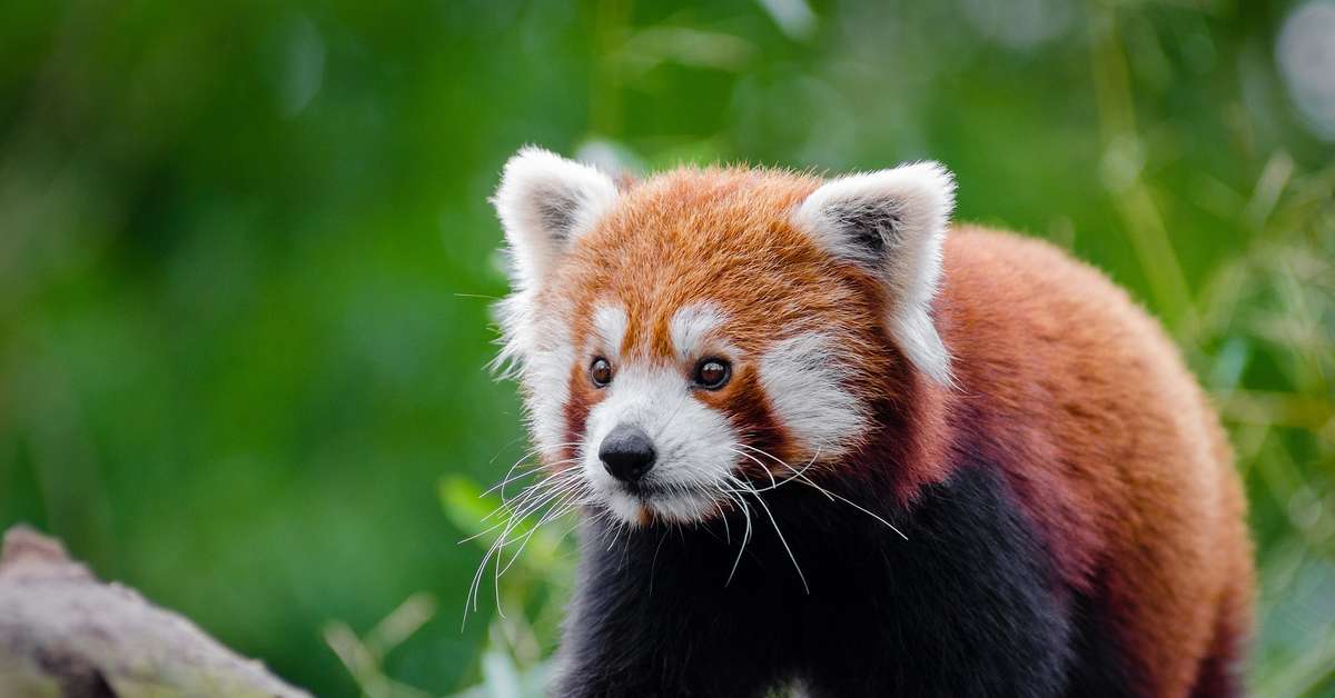 Panda-vermelho: Conheça a espécie que já marcou presença em produções ...