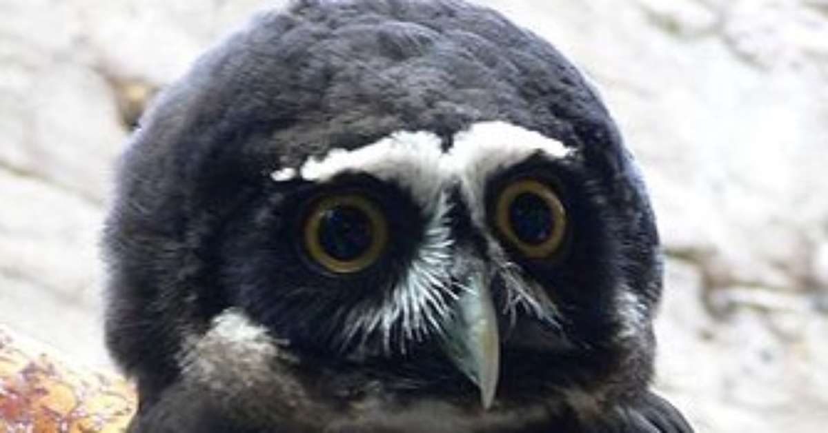 6 animais que habitam a Mata Atlântica e correm risco de extinção