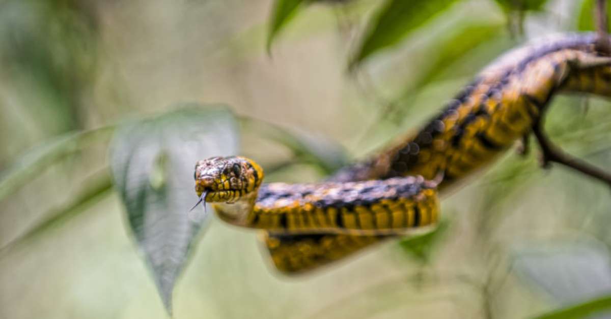 Quais São as Cobras que Podem Engolir Humanos?