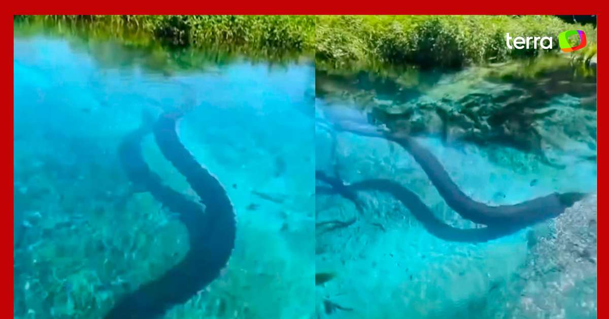 Sucuri gigante surge em rio e surpreende turistas - Cobra de seis metros - Terra