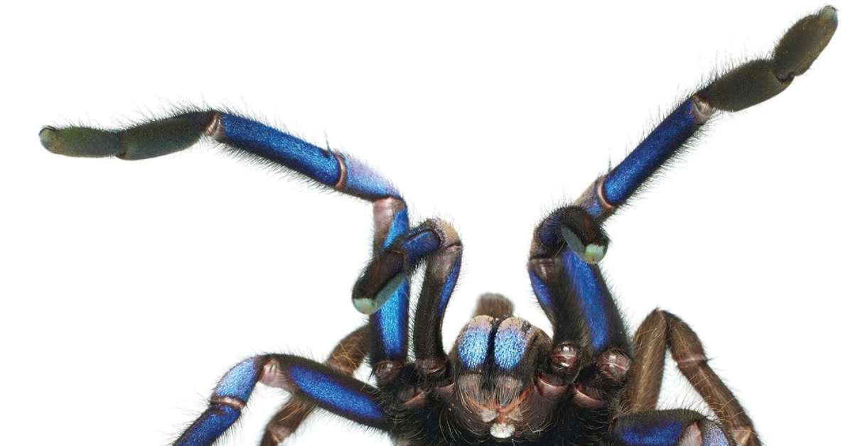 Conheça uma nova espécie de tarântula, que é azul vibrante
