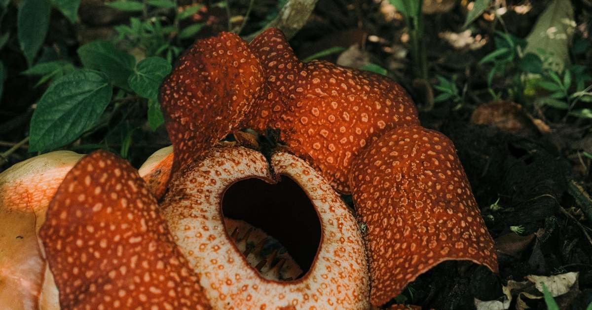 Maior e mais fedida flor do mundo está em risco de extinção