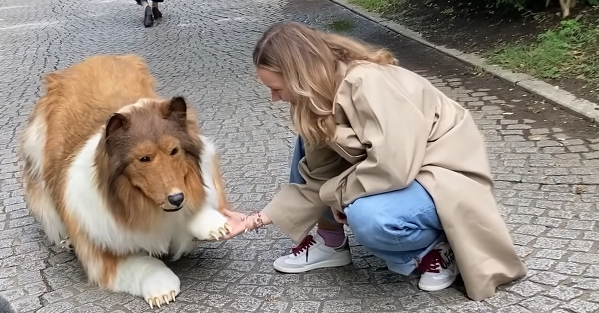 Homem-cachorro deita e rola no primeiro passeio ao ar livre