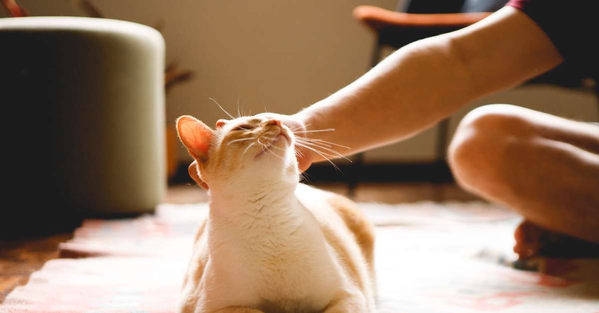 Conheça as características do gato de cada signo