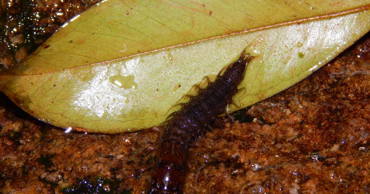 Conheça insetos que vivem nas montanhas brasileiras