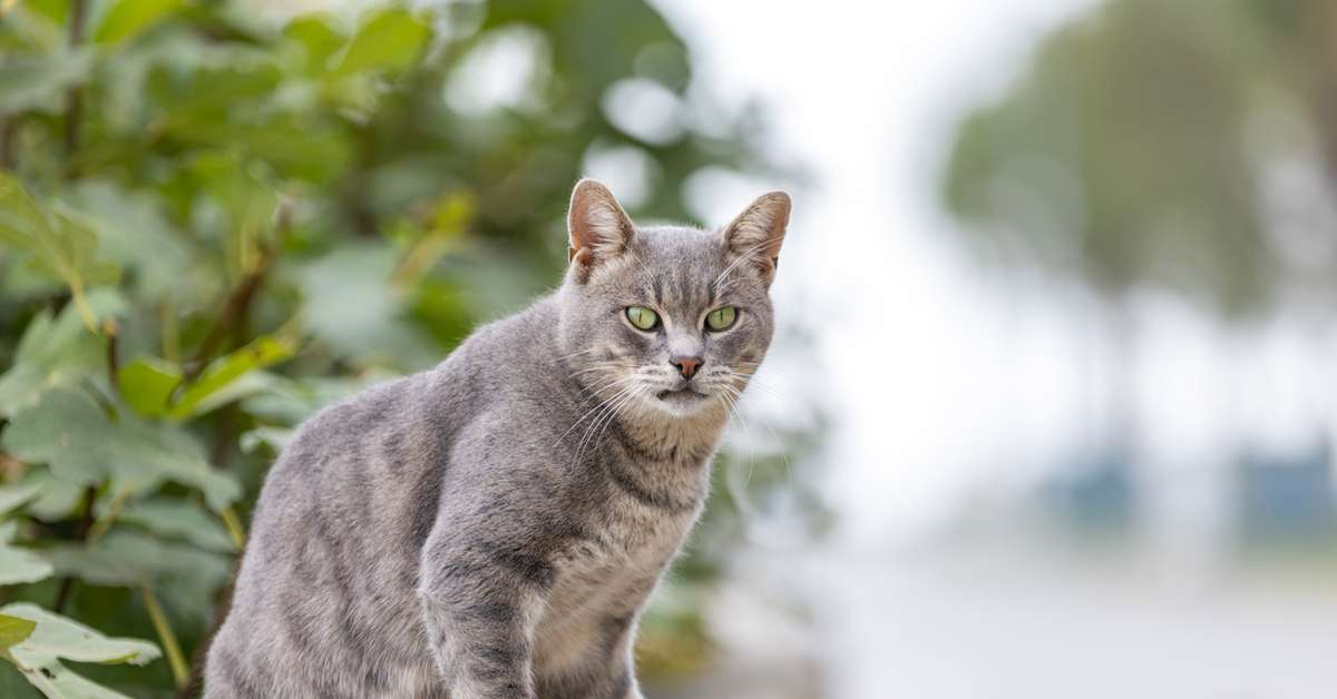 10 curiosidades sobre os gatos