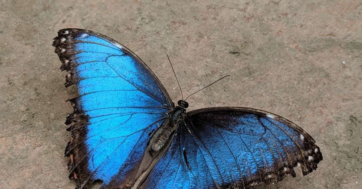 Por que a cor azul é tão rara na natureza? A ciência explica
