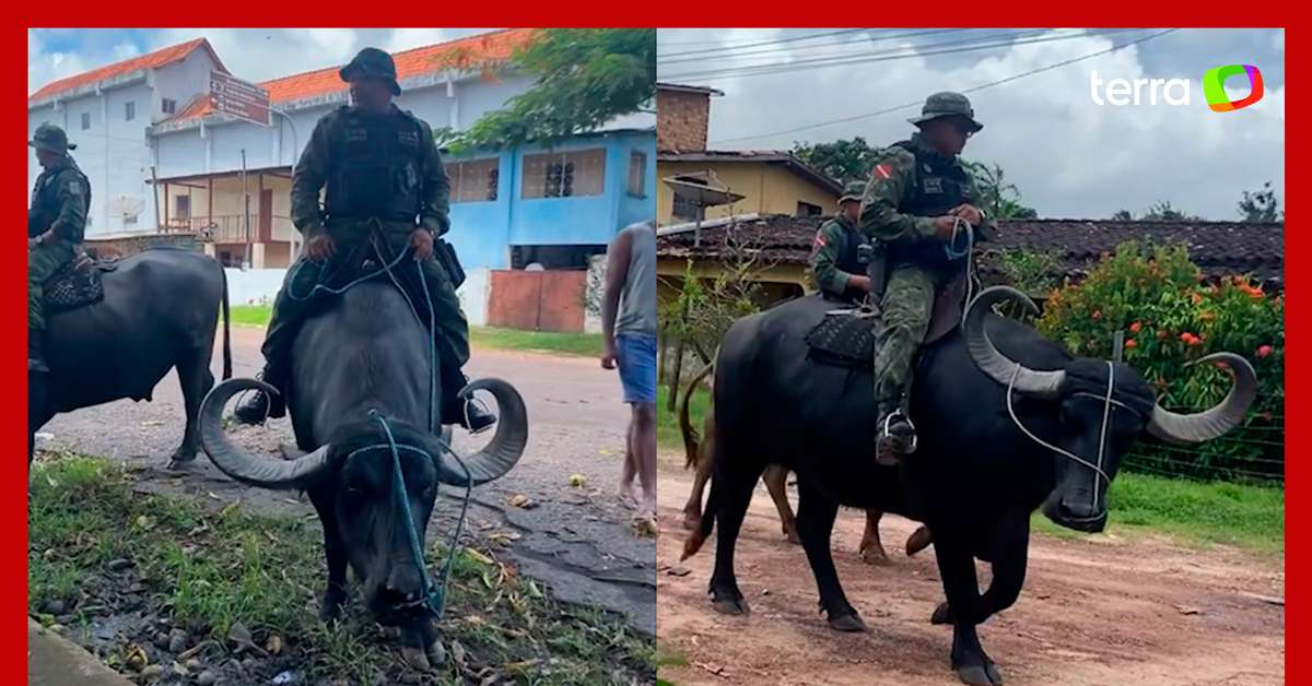 Polícia usa búfalos no combate a crimes na Ilha de Marajó - NO PARÁ - Terra