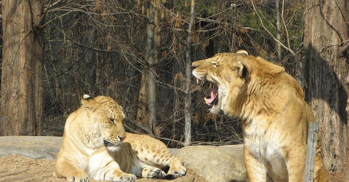 Híbrido entre leão e tigresa: conheça o ligre, maior felino do mundo