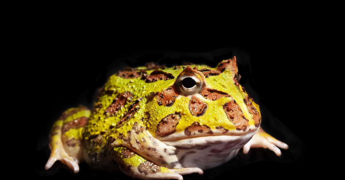 Conheça o sapo 'Pac-Man', que está em risco de extinção