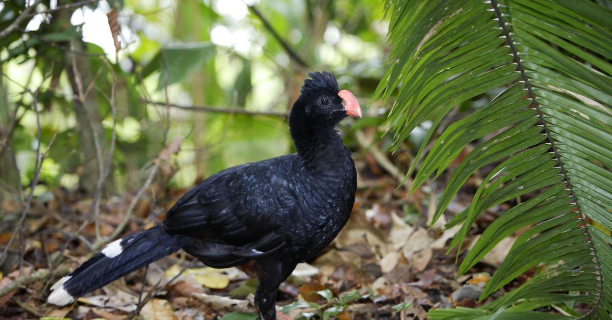 Mutum-de-alagoas, ave considerada extinta na natureza, ganha novo lar ...